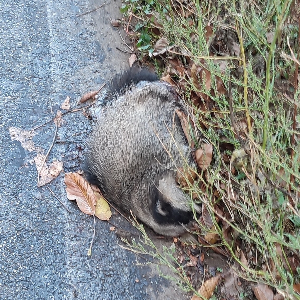 European Badger from 00036 Palestrina RM, Italia on October 28, 2022 at ...