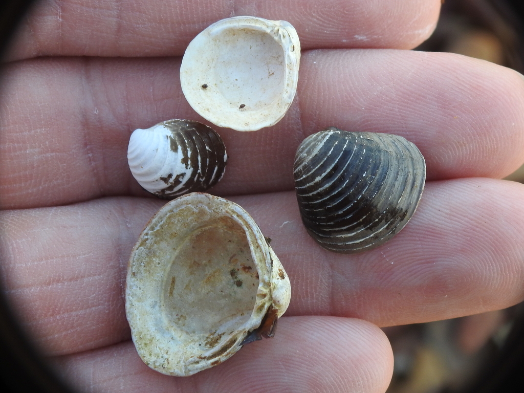 Asian Clam from Grapevine, TX, USA on November 01, 2022 at 11:14 AM by ...