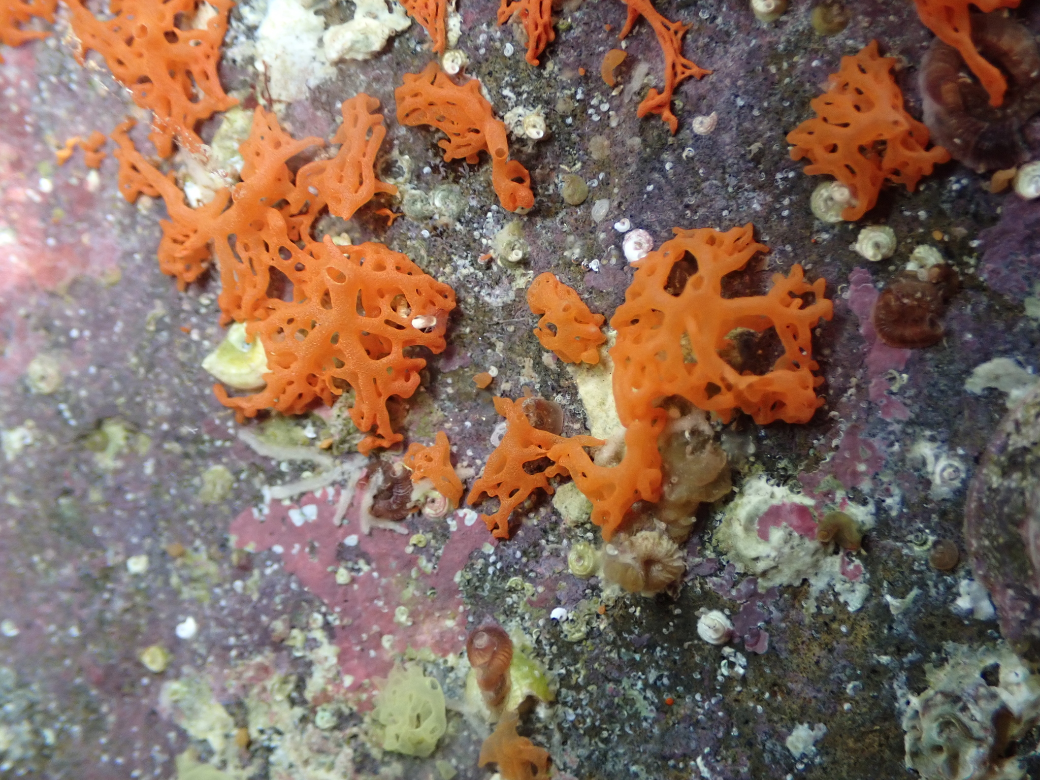Clathrina rubra Sarà, 1958