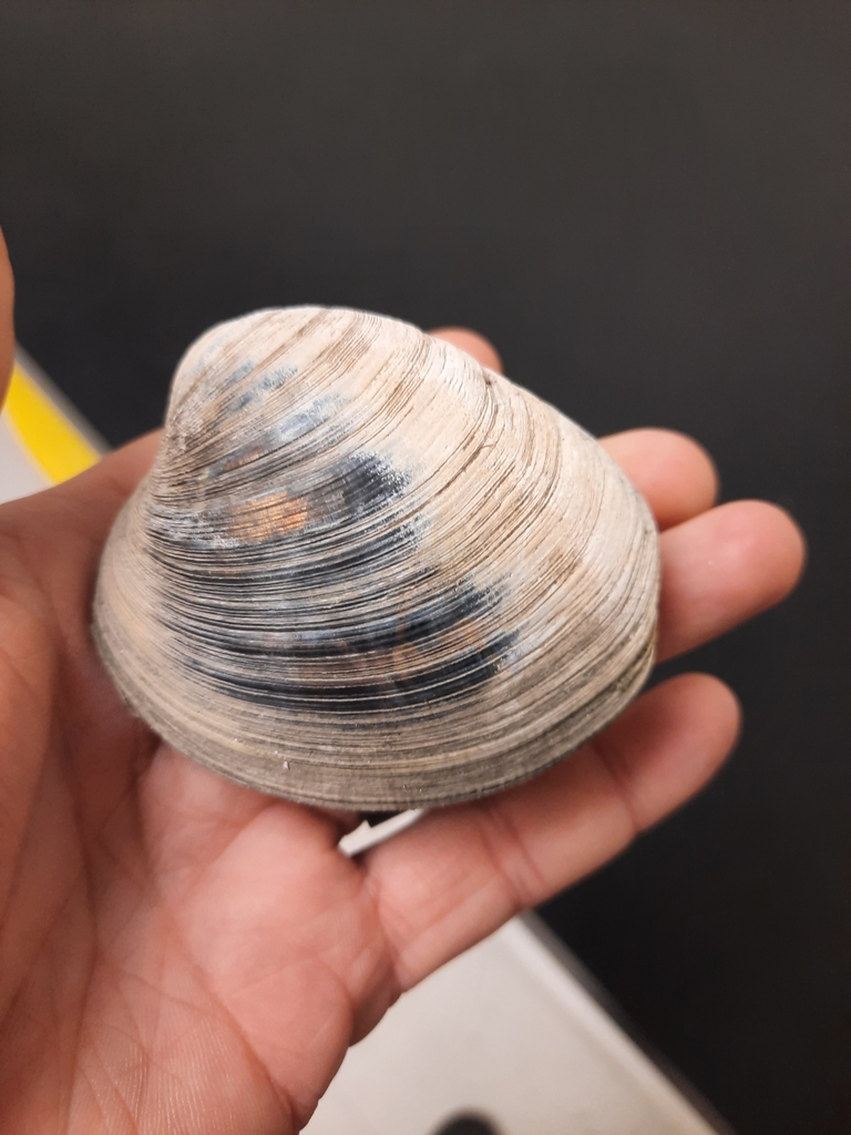 Southern Quahog from Beaufort, NC 28516, USA on November 1, 2022 at 04: ...