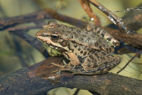 Albanian Water Frog (Pelophylax shqipericus) · iNaturalist