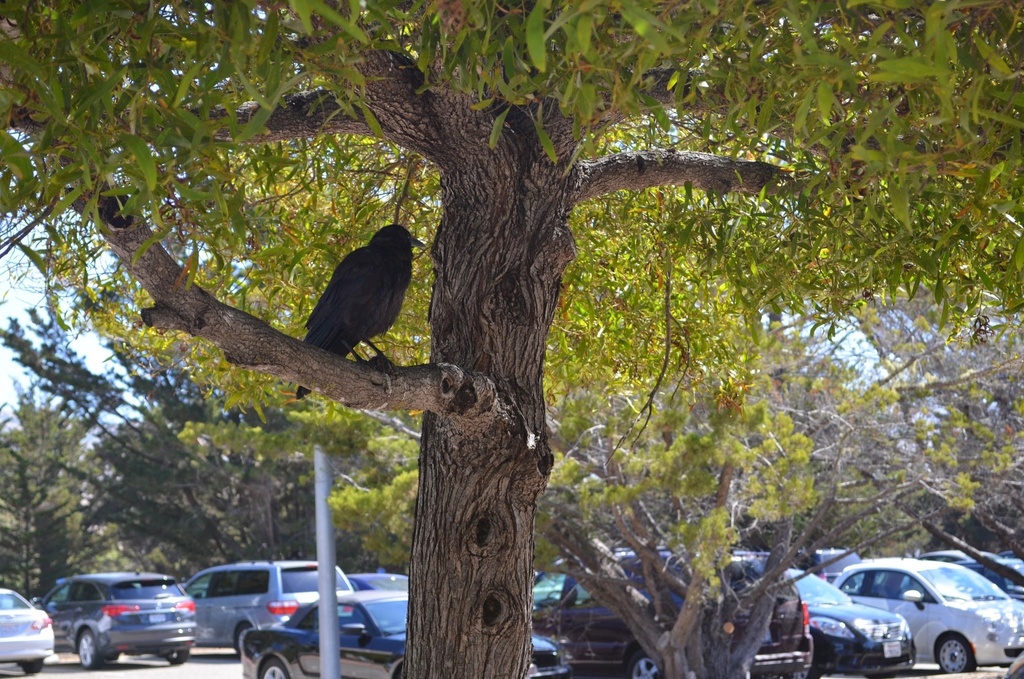 American Crow from Ensign Downs Park, Salt Lake City, UT, US on August ...