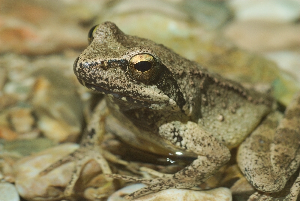 Greek frog from Cetinje, Monténégro on May 05, 2012 at 11:22 AM by ...