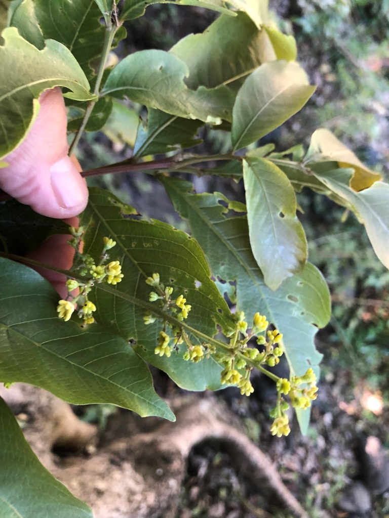 Alectryon subcinereus (A.Gray) Radlk.