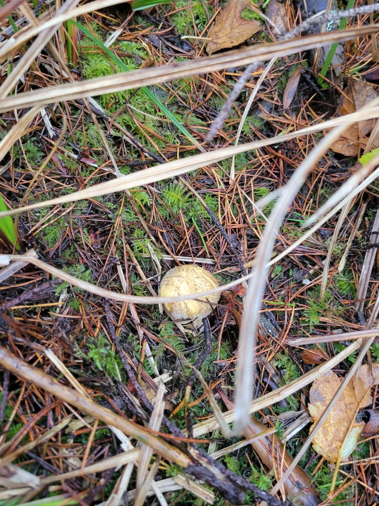 Slippery Jacks from Westport, WA 98595, USA on November 01, 2022 at 12: ...