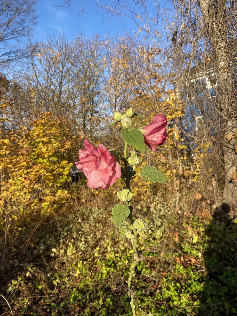 Hollyhock from W Edwards Ave, Houghton, MI, US on October 31, 2022 at ...