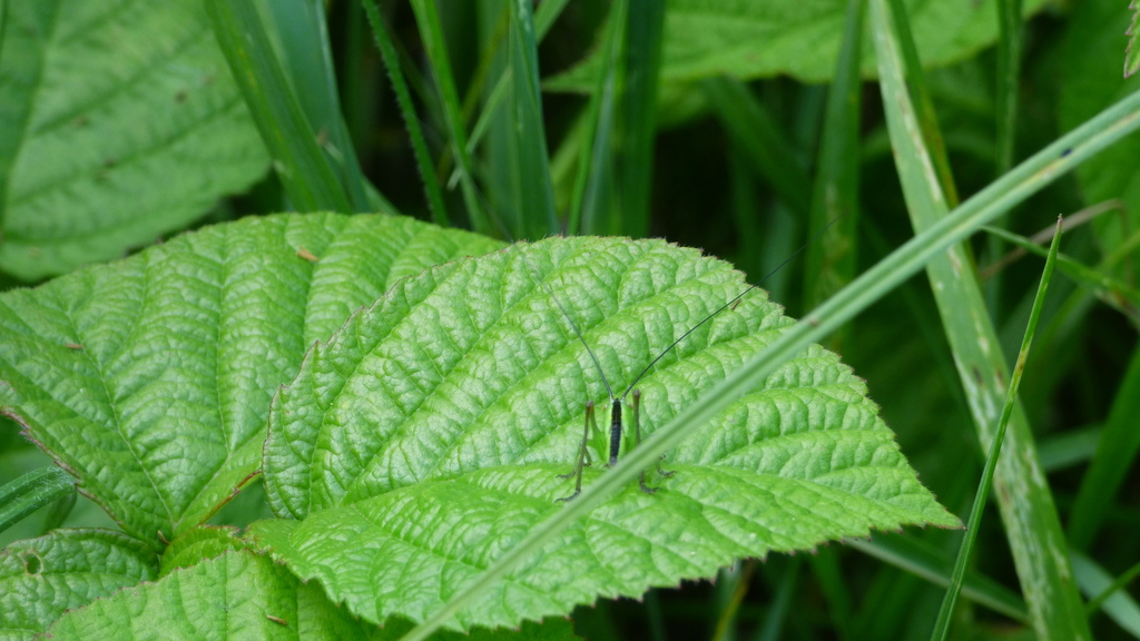 Lesser Meadow Katydids from Douvres-la-Délivrande, France on July 02 ...