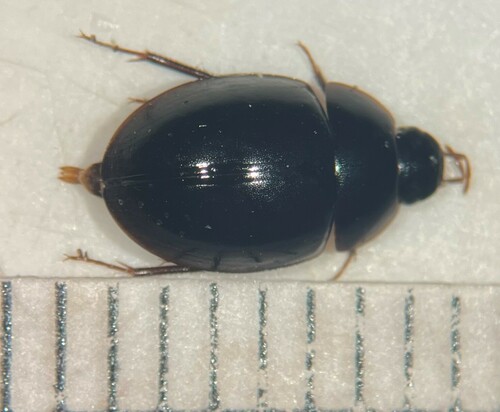 Cymbiodyta rotunda · iNaturalist