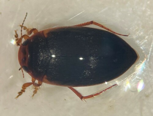 Hydroporus niger · iNaturalist