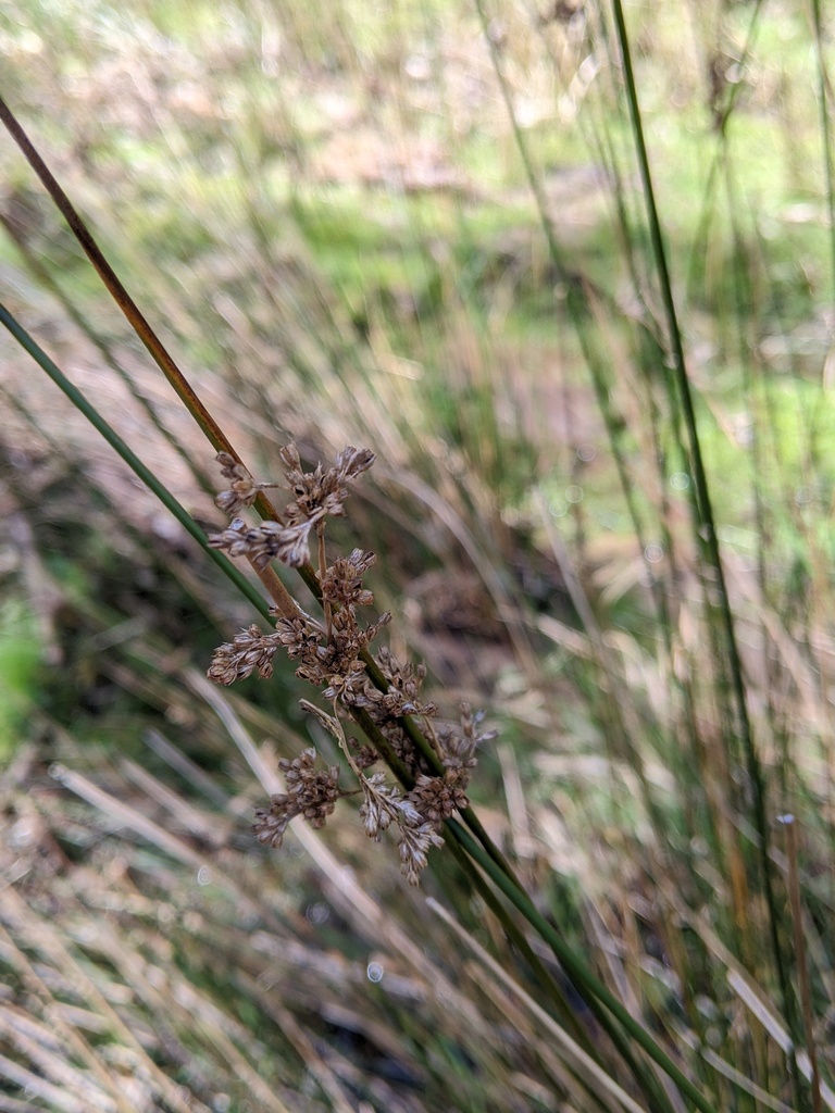 Juncus bassianus from Liffey TAS 7301, Australia on October 30, 2022 at ...