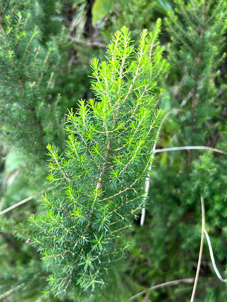 Erica canariensis (Madeira Pflanzen Ericales) · iNaturalist