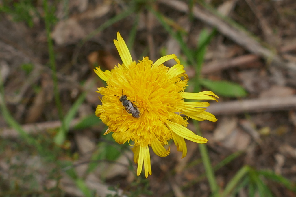 Podolepis decipiens from Muckleford Bushland Reserve VIC 3451 ...