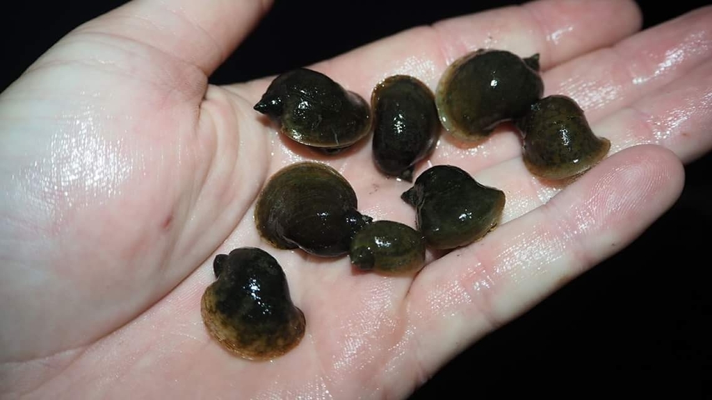 Big-eared Radix from Kaiapoi, New Zealand on August 13, 2017 by Tyler ...
