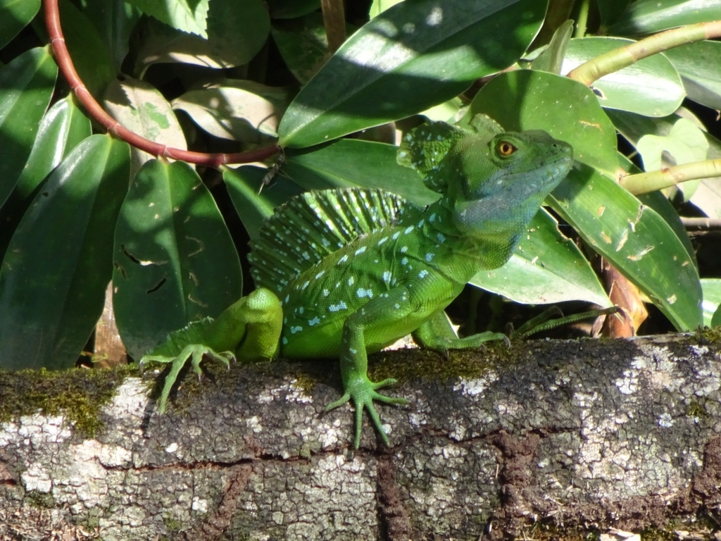 Green Basilisk from Bogarin Trail ™ - Sloths, sloths and more sloths on ...