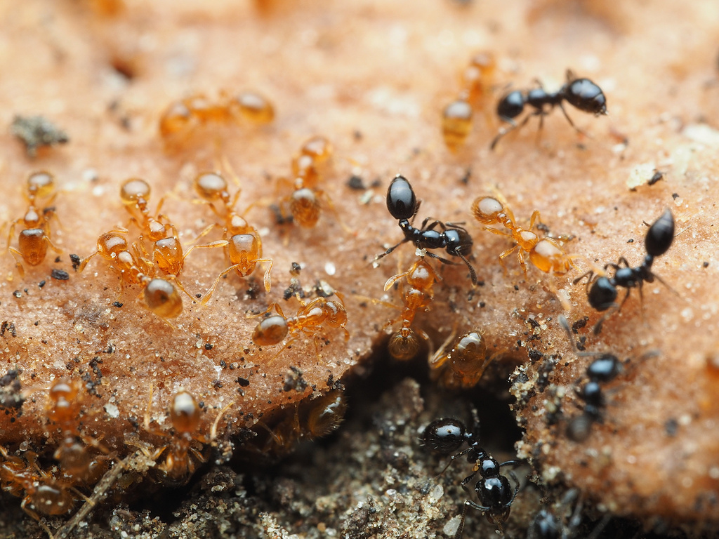 Common Trailing Ant from New York, New York, United States on September ...