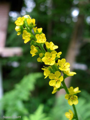 roadside agrimony (Native Forbs and Cactuses of Golden Gate Canyon ...