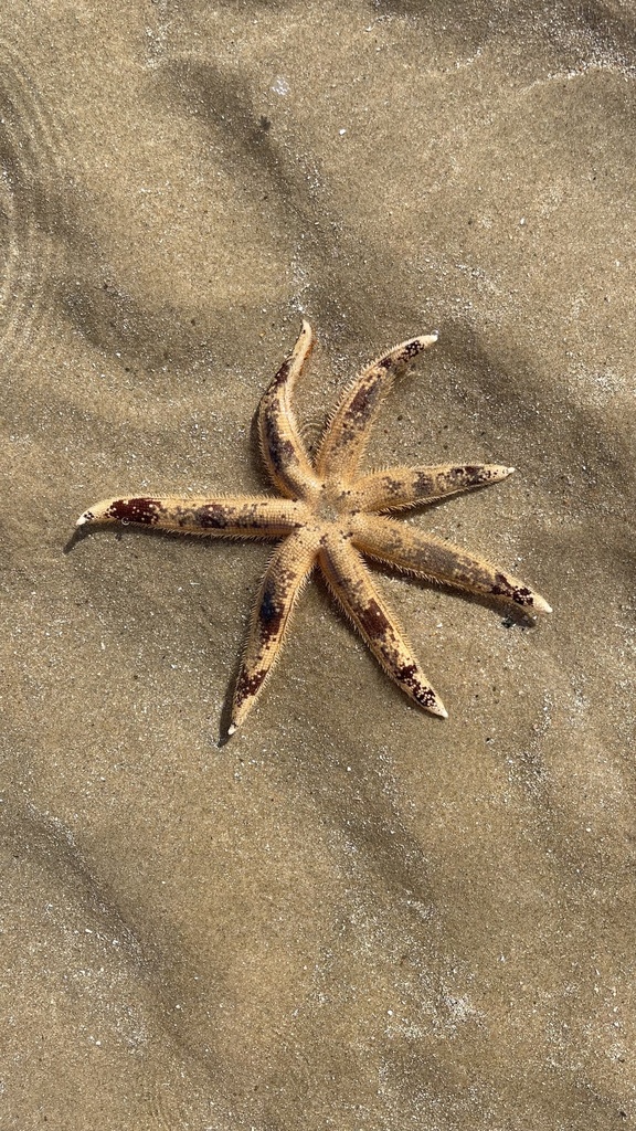 southern sand star from Woolgoolga Bay, Woolgoolga, NSW, AU on November ...