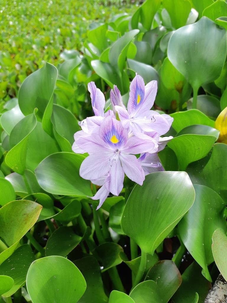 common water hyacinth from Aiyoeweng, Betong District, Yala, Thailand ...