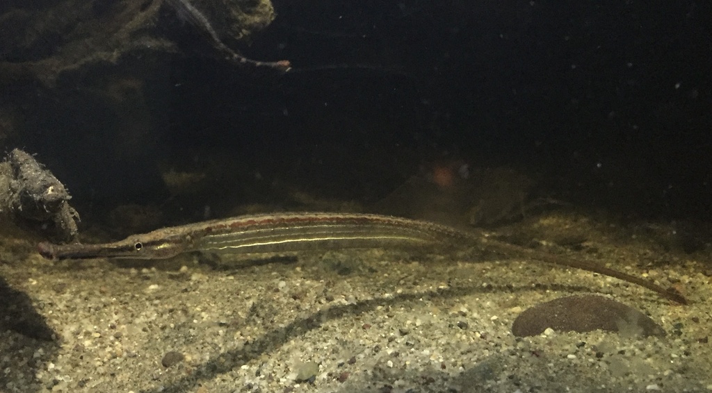 Opossum Pipefish (Microphis lineatus) - Marine Life Identification