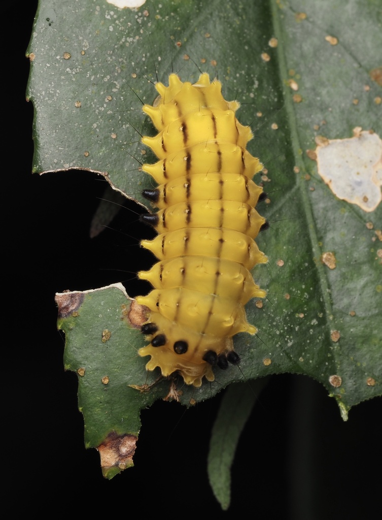 Chalcosia suffusa in July 2022 by randall_f · iNaturalist