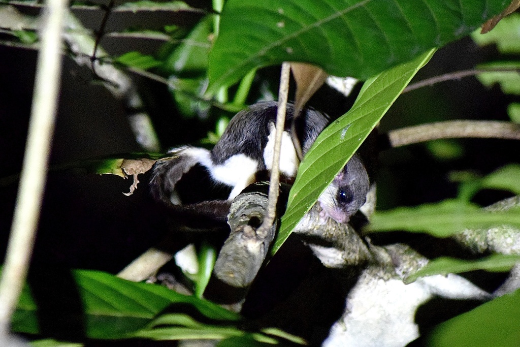 Hose's Pygmy Flying Squirrel (Petaurillus hosei) - Know Your Mammals