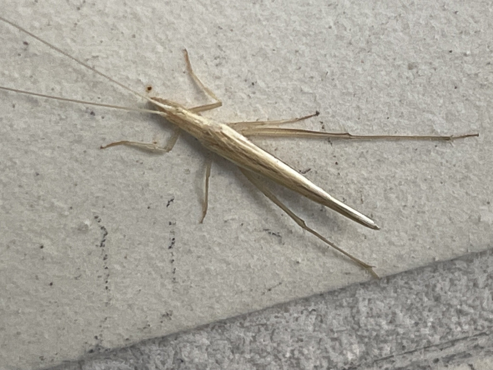 Oecanthus rufescens Serville, 1838