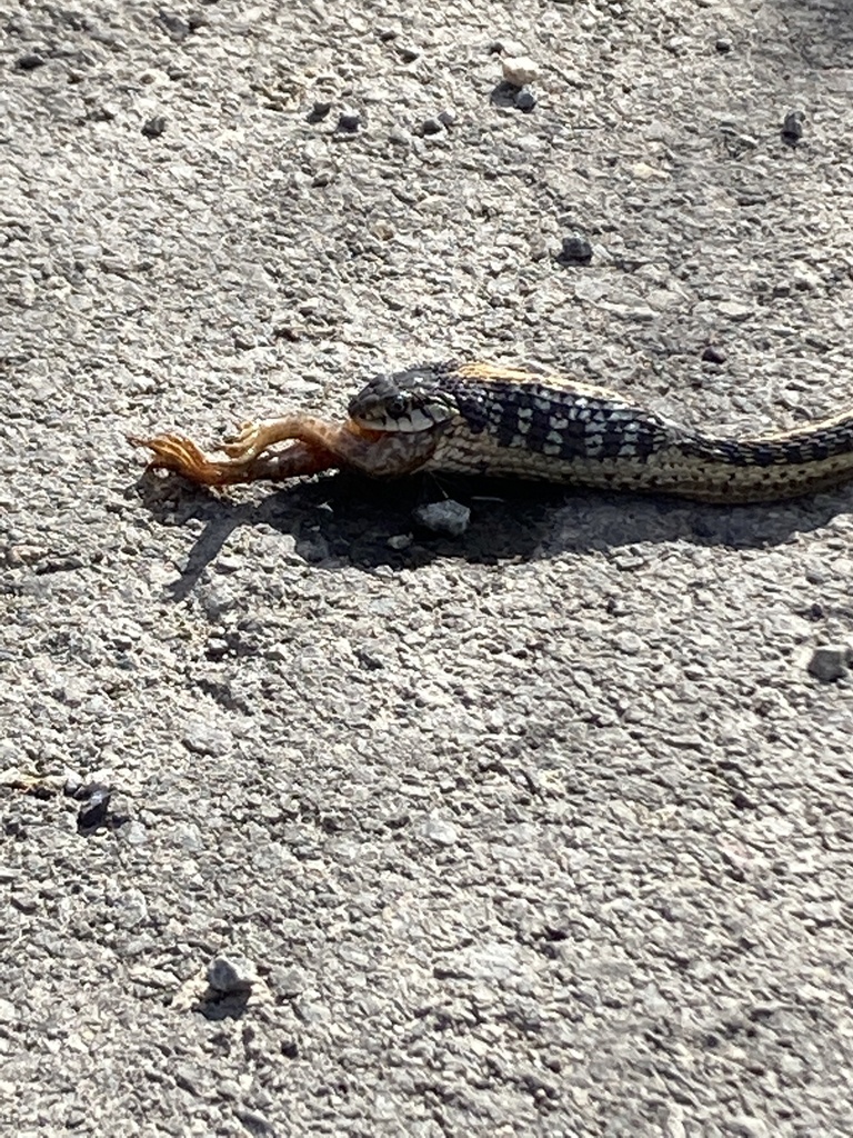 Western Terrestrial Garter Snake from Mira Loma Dr, Reno, NV, US on ...