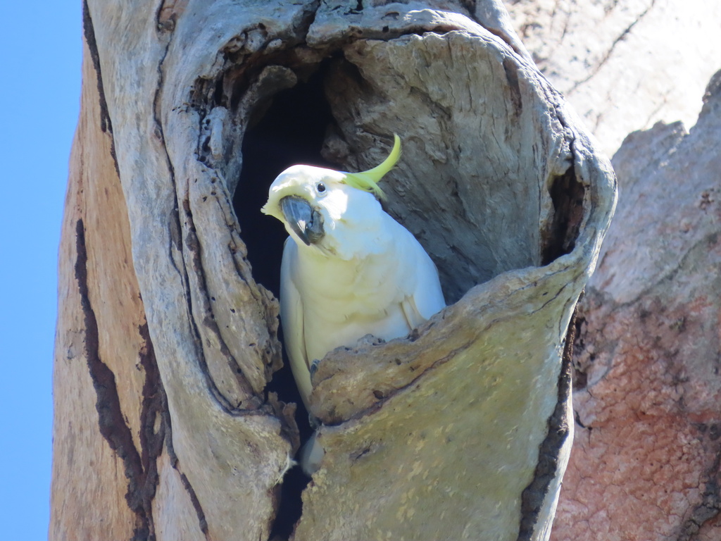 Sulphur-crested Cockatoo from Northwest Outer Brisbane, Brisbane ...