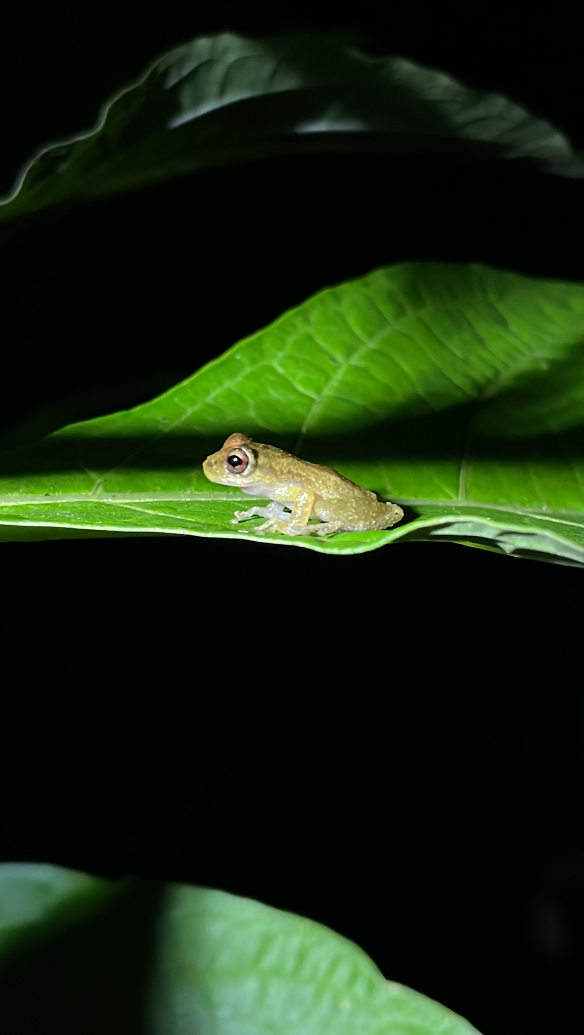 Flectonotus fitzgeraldi (Parker, 1934)