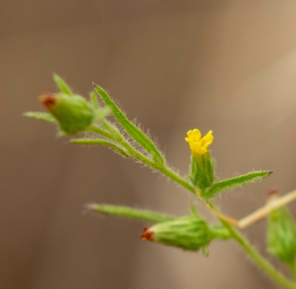 Stinkwort from Contra Costa County, CA, USA on October 31, 2022 at 11: ...