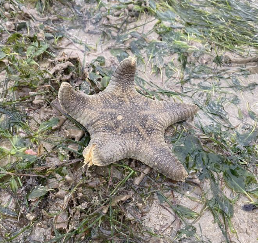 Goniodiscaster scaber (Moebius, 1859)