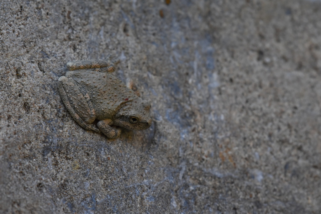 California Tree Frog in November 2022 by Max Roberts. Many individuals ...
