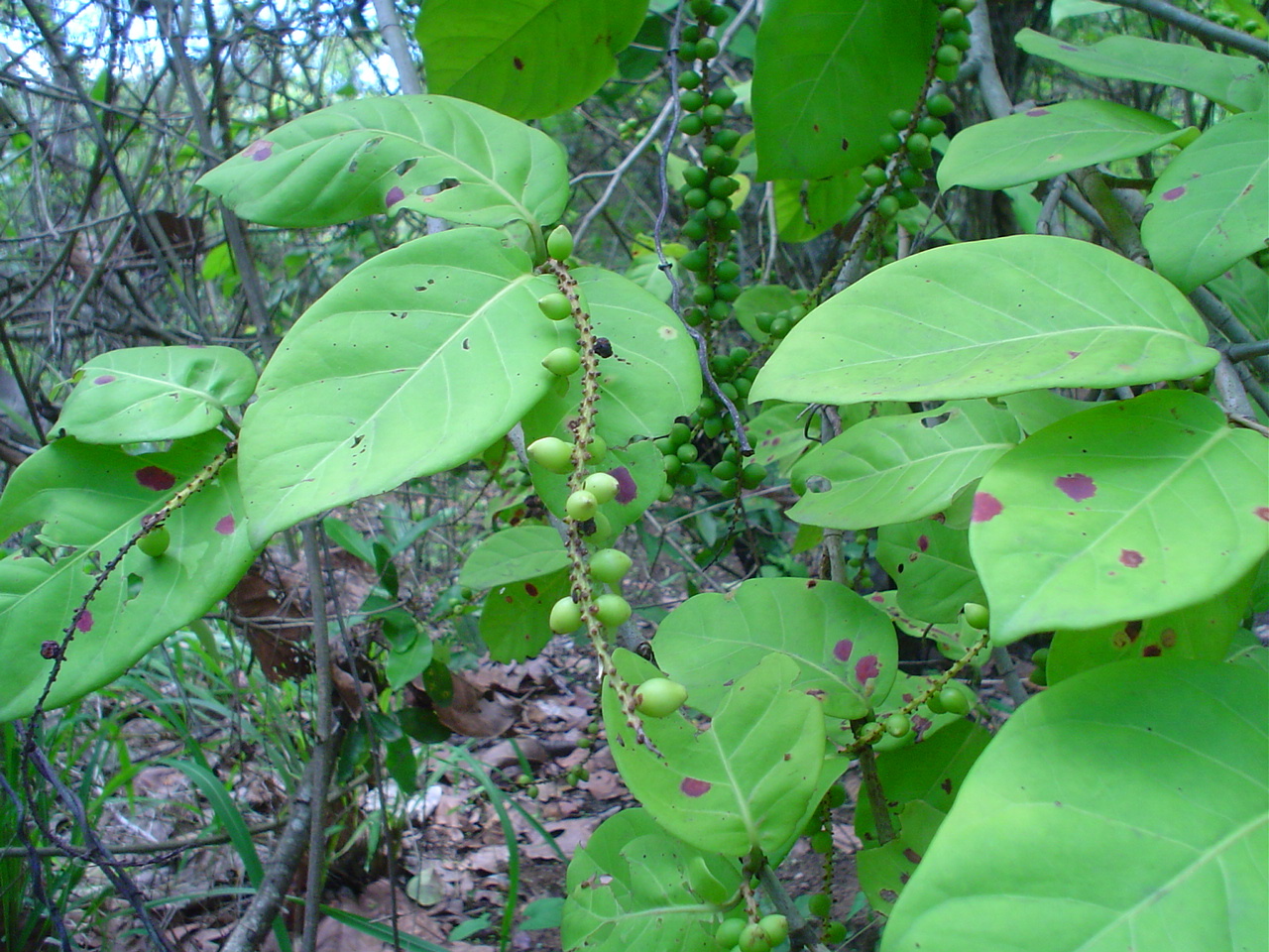 Coccoloba barbadensis Jacq.