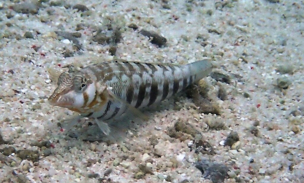 Southern Grubfish from Gladstone, QLD, Australia on October 22, 2022 at ...