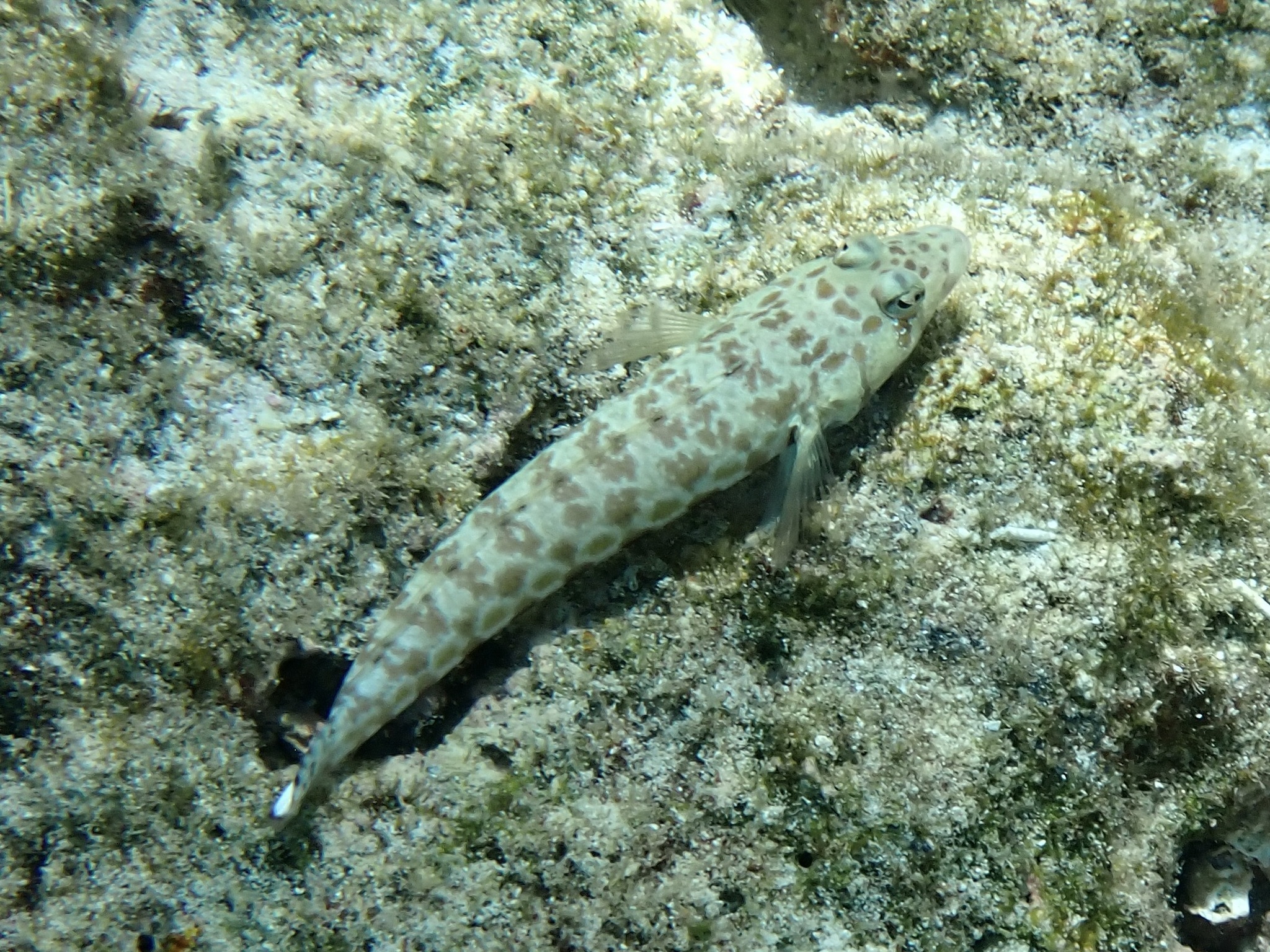 Parapercis millepunctata (Günther, 1860)