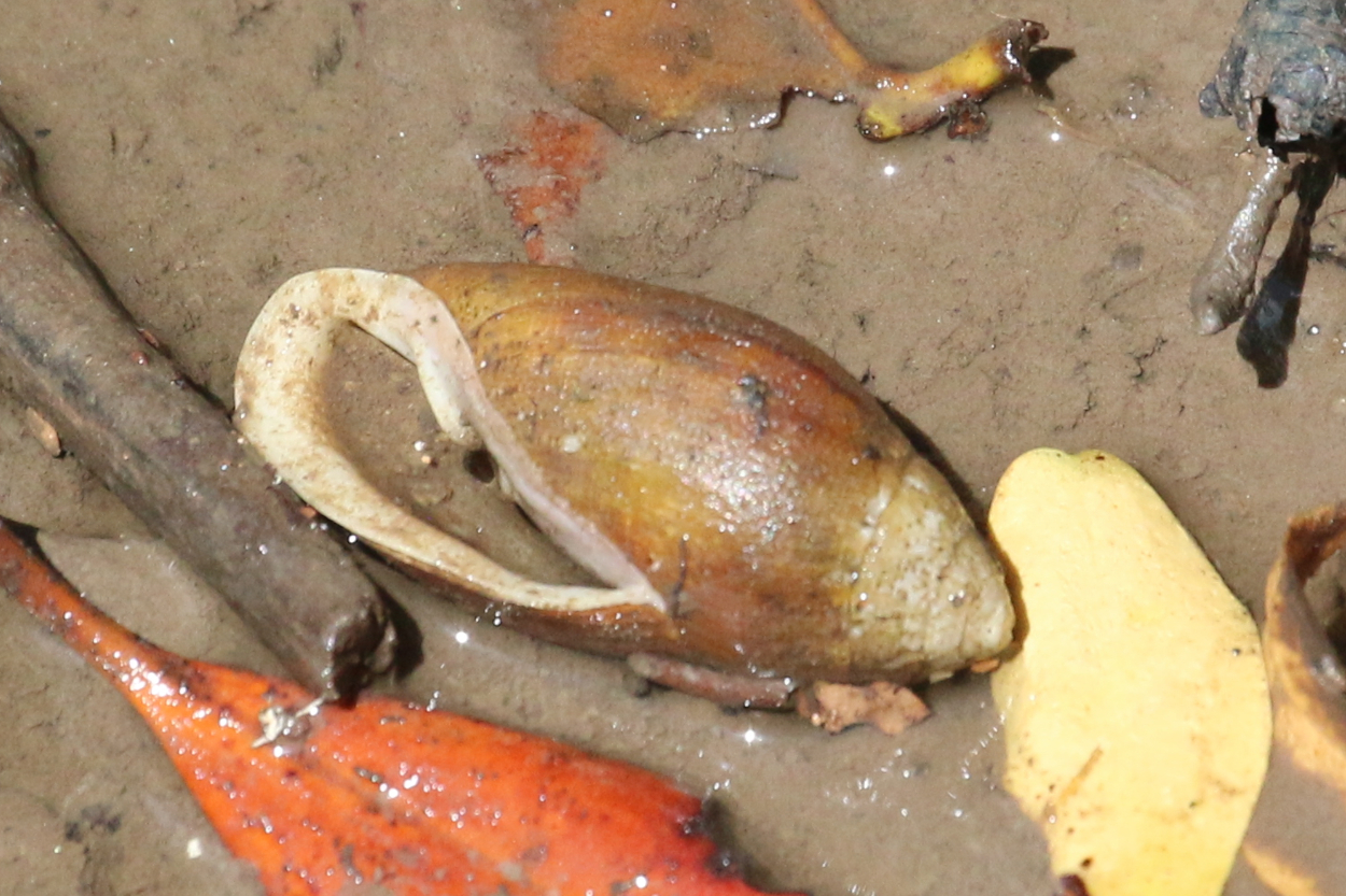 Ellobium aurisjudae (Linnaeus, 1758)