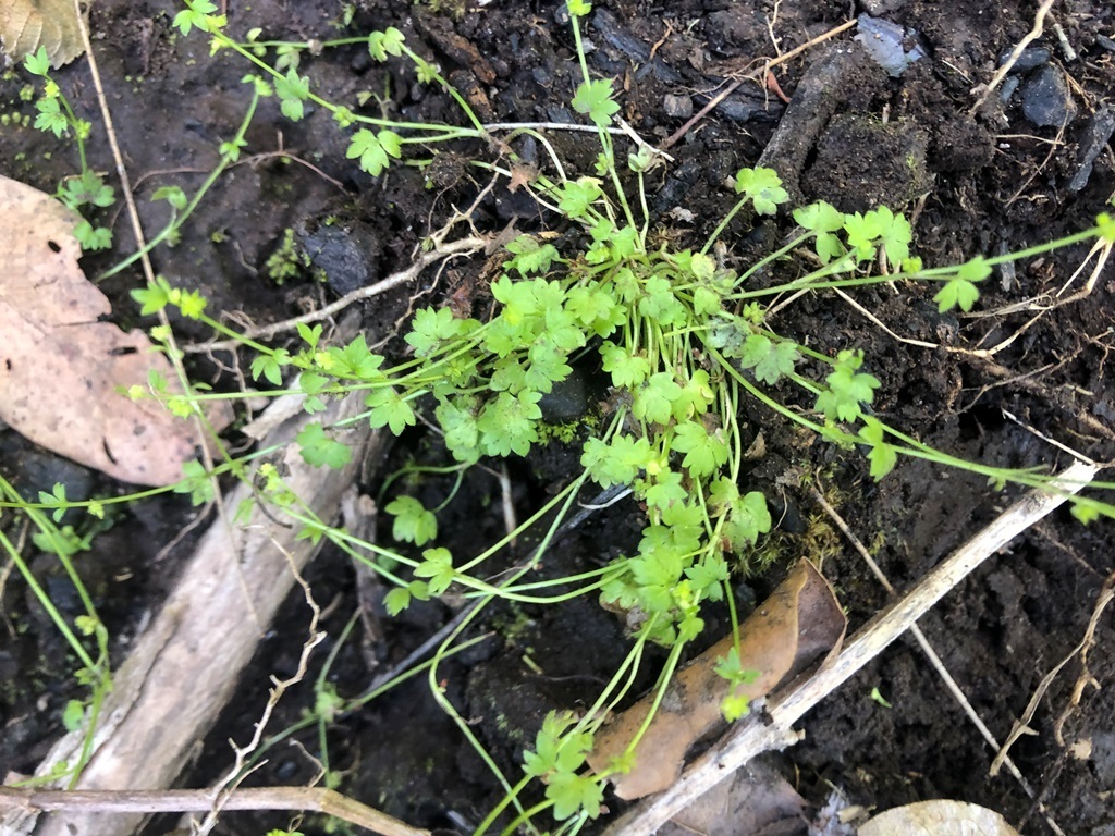 Ranunculus sessiliflorus from Townson QLD 4341, Australia on October 30 ...