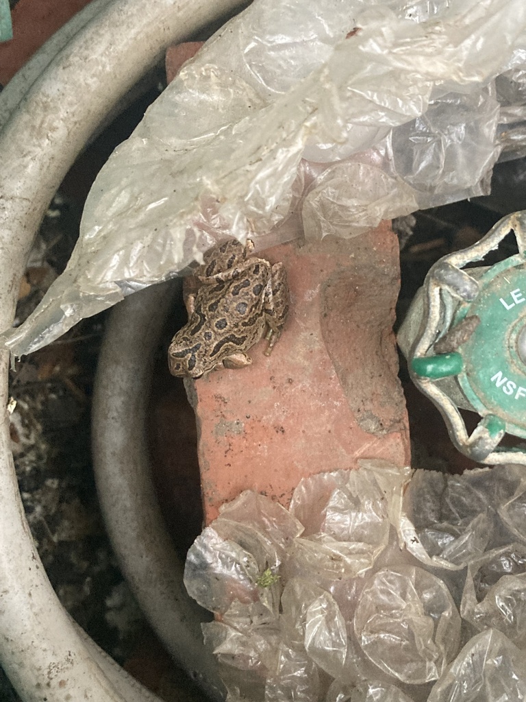 Northern Pacific Tree Frog from Woodinville, WA, US on October 28, 2022 ...