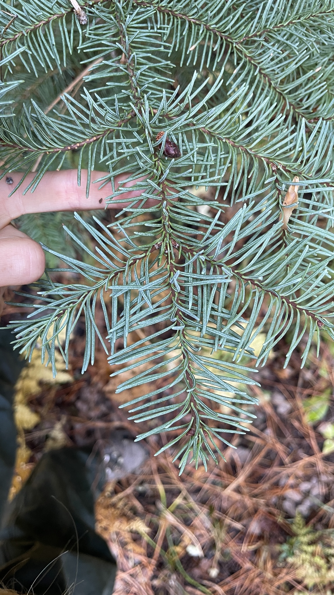 Abies magnifica var. shastensis Lemmon