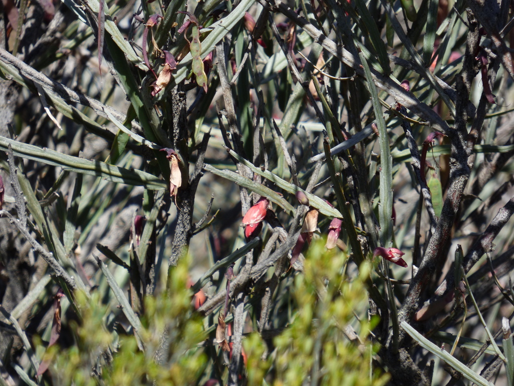 Bossiaea walkeri from Hiltaba SA 5717, Australia on September 30, 2022 ...