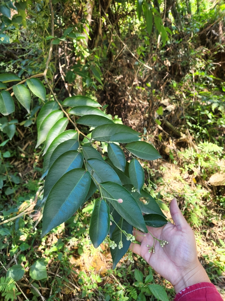 Rhamnoneuron balansae from R595+WQM, xóm Sưng, Đà Bắc, Hòa Bình ...