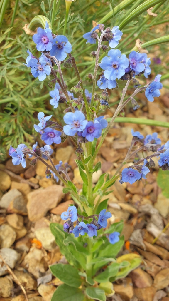 Cape Alkanet from Heldervue, Cape Town, 7130, South Africa on October ...