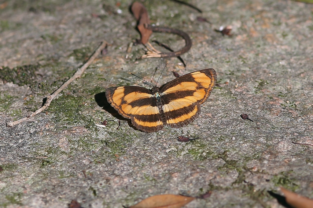 Common Lascar in December 2020 by Goofy Ko · iNaturalist