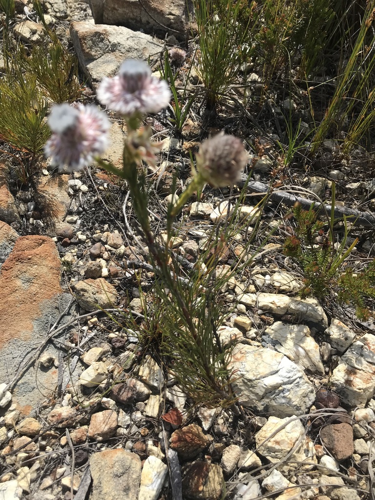 Spindly Spiderhead from Hermanus, 7200, South Africa on October 31 ...