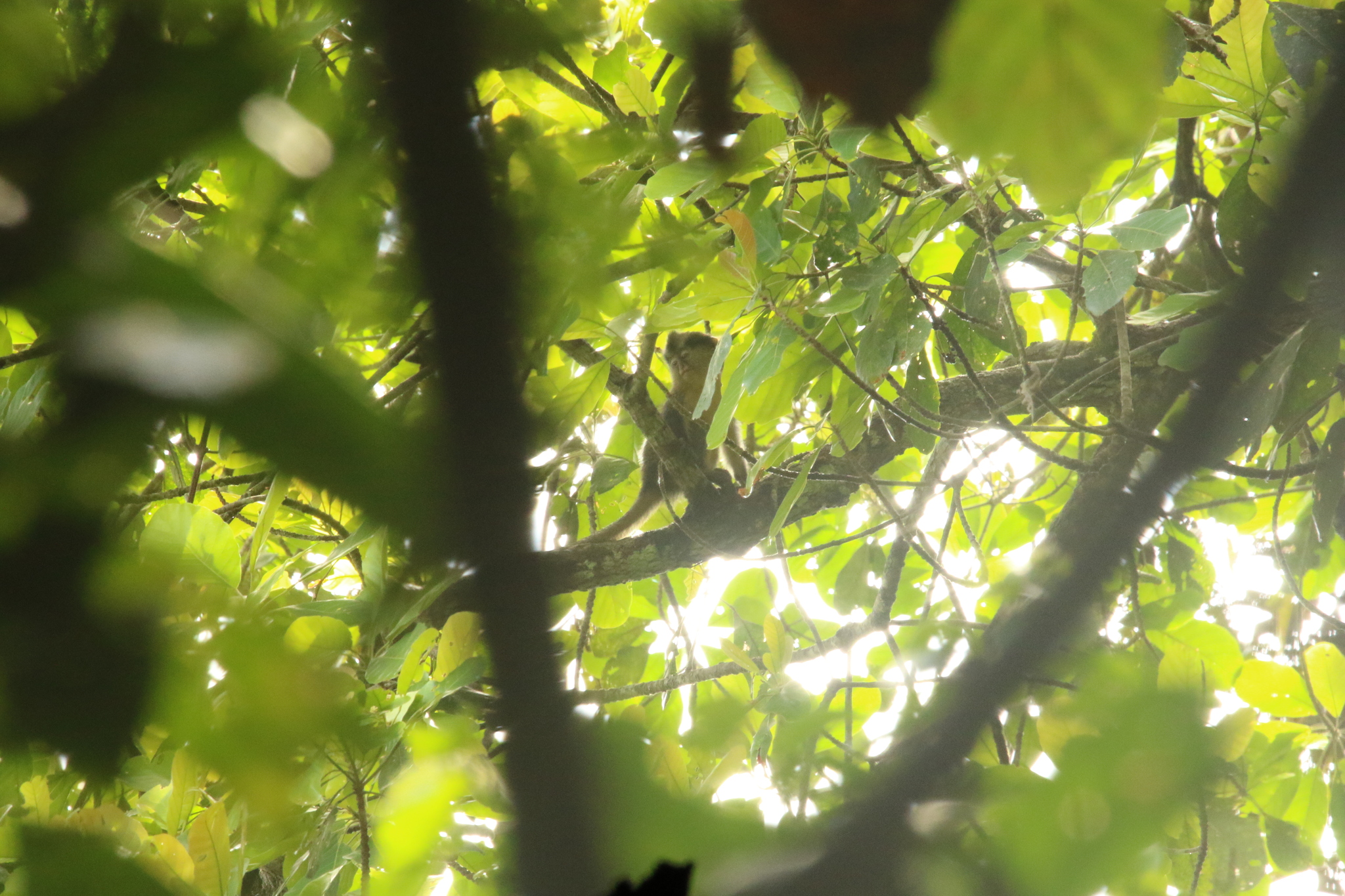 Cercopithecus pogonias Bennett, 1833