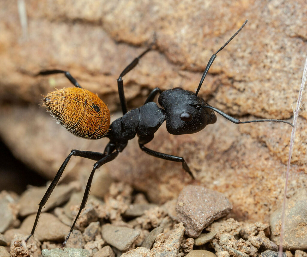 Karoo Balbyter Ant from Kyffhäuser farm, Hardap district, Namibia on ...