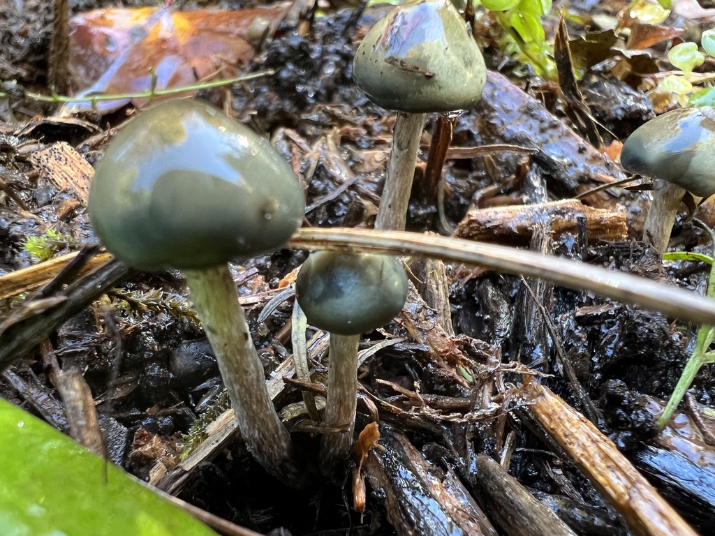 Psilocybe baeocystis from Nantahala National Forest, Sapphire, NC, US ...