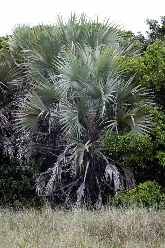 Ilala palm from Mall grassland, Scottburgh, Ugu District Municipality ...
