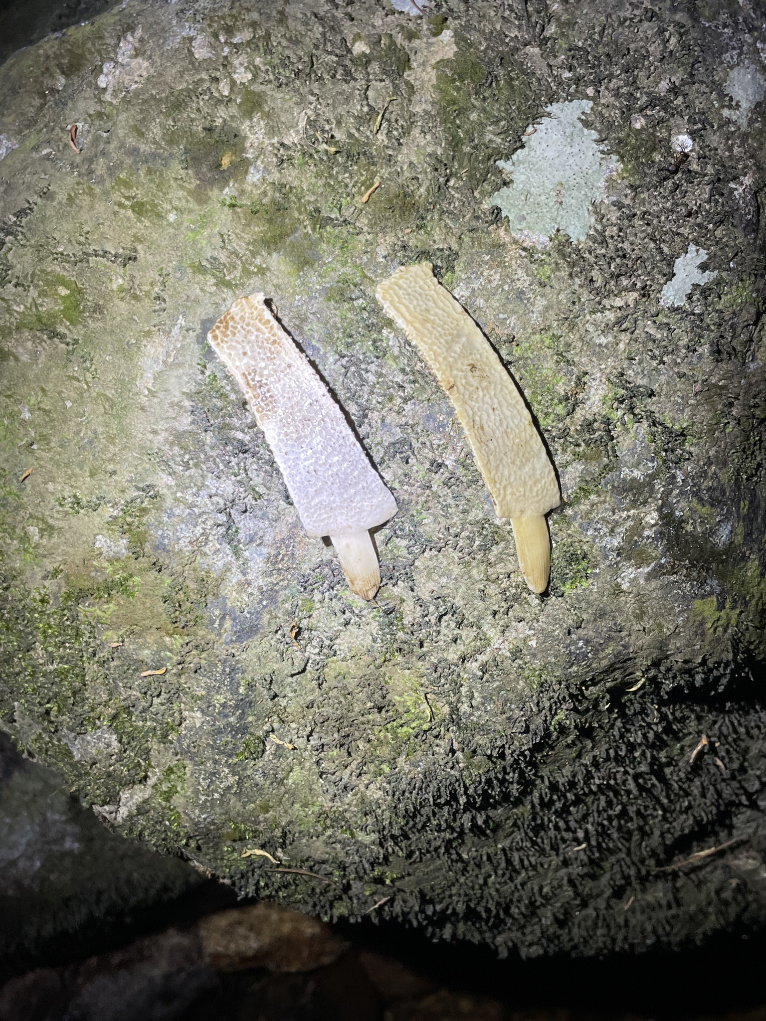 Palea steindachneri (Siebenrock, 1906)