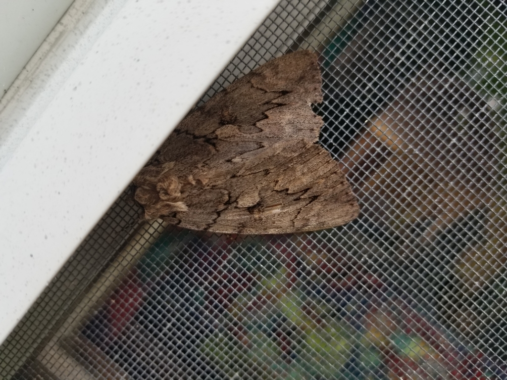 Underwing Moths from Van Gurpin Ln, West Coxsackie, NY, US on September ...